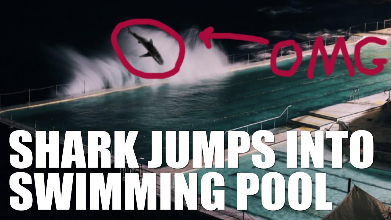 creepypasta SHARK IN A SWIMMING POOL - YouTube