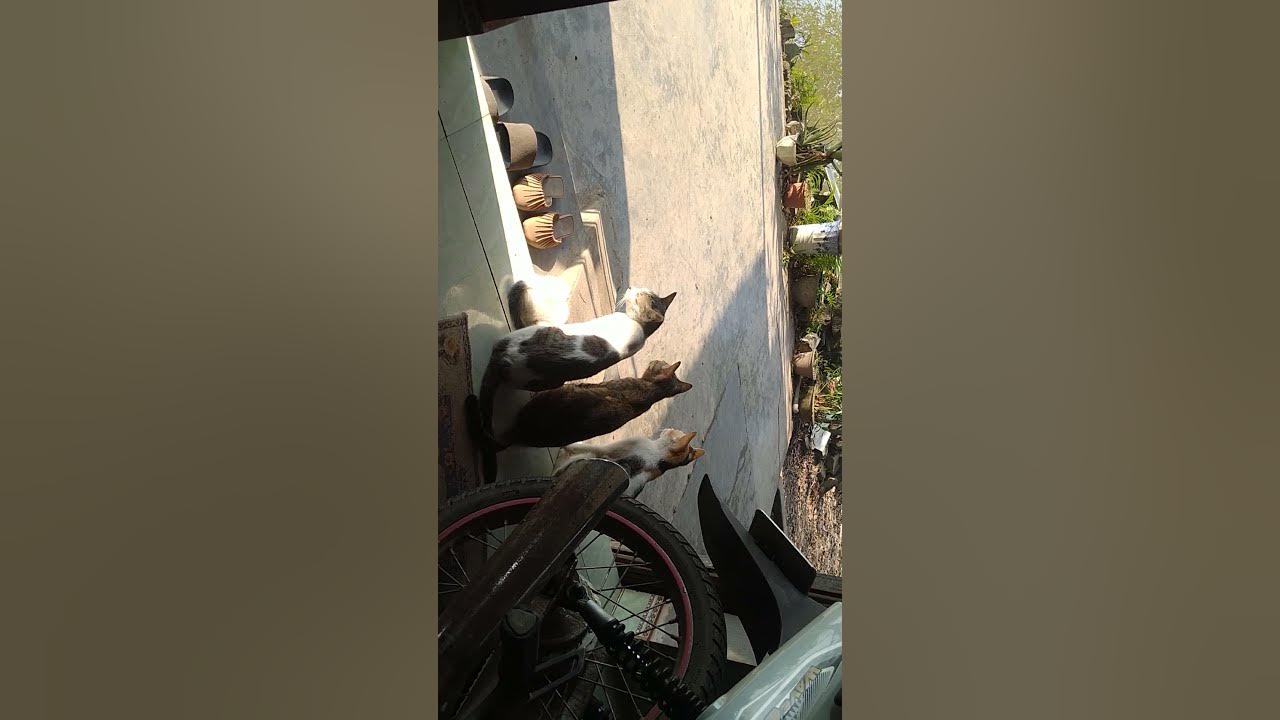 Mèo 13-10-2024 - YouTube