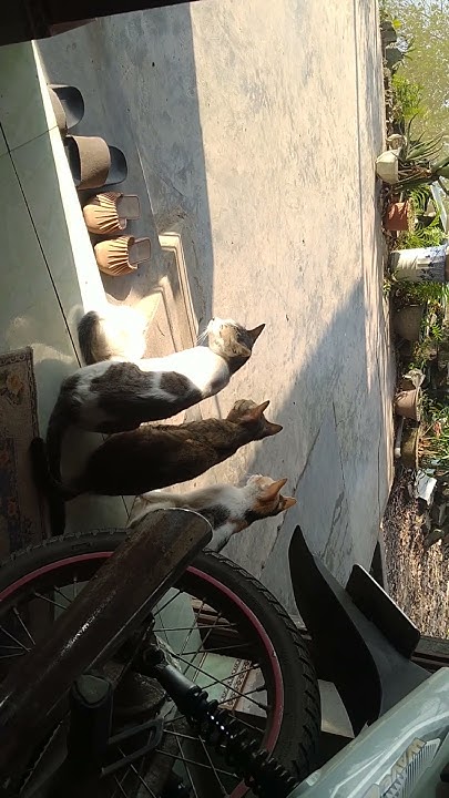 Mèo 13-10-2024 - YouTube