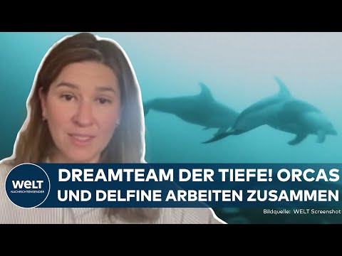 KANADISCHE KÜSTE: Orcas und Delfine – ein Dreamteam? Ein Wunder für die Wissenschaftler!