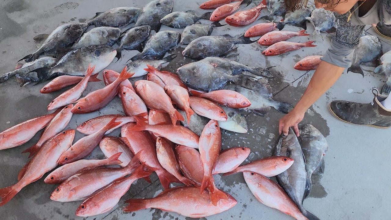 Bottom Fishing Beatdown - Vermillion, Triggers, RED SNAPPER - YouTube