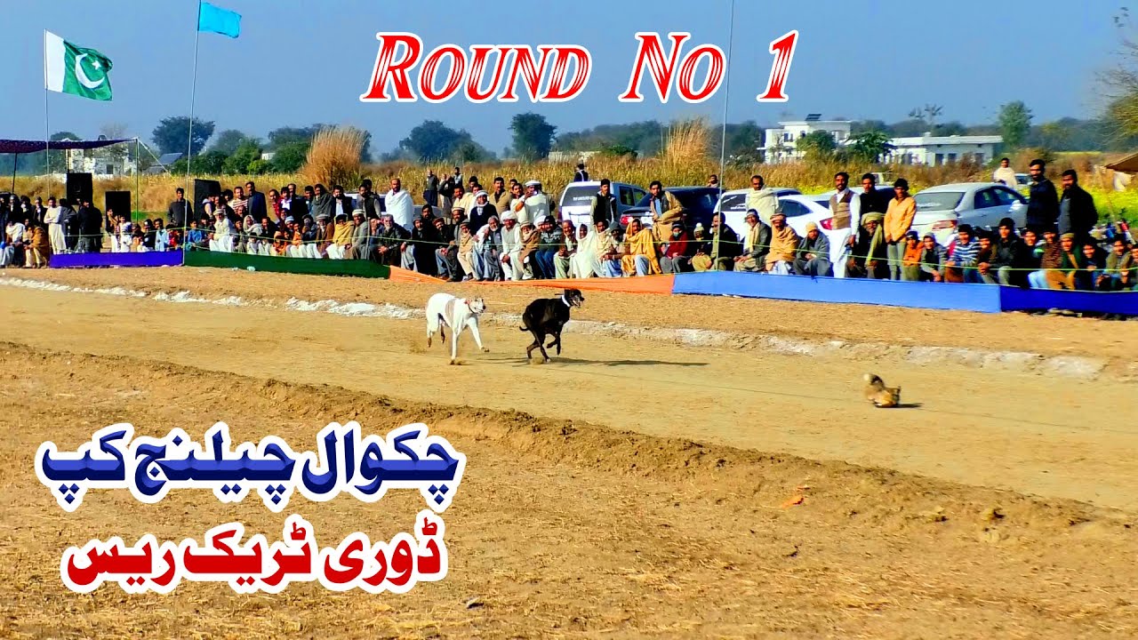 Dog Race | Dori Track Race Chakwal | Round No 1| 24-12-2022 | #dog # ...