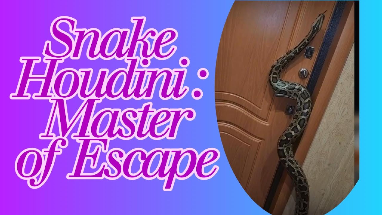 SNAKE HOUDINI : MASTER OF ESCAPE - YouTube