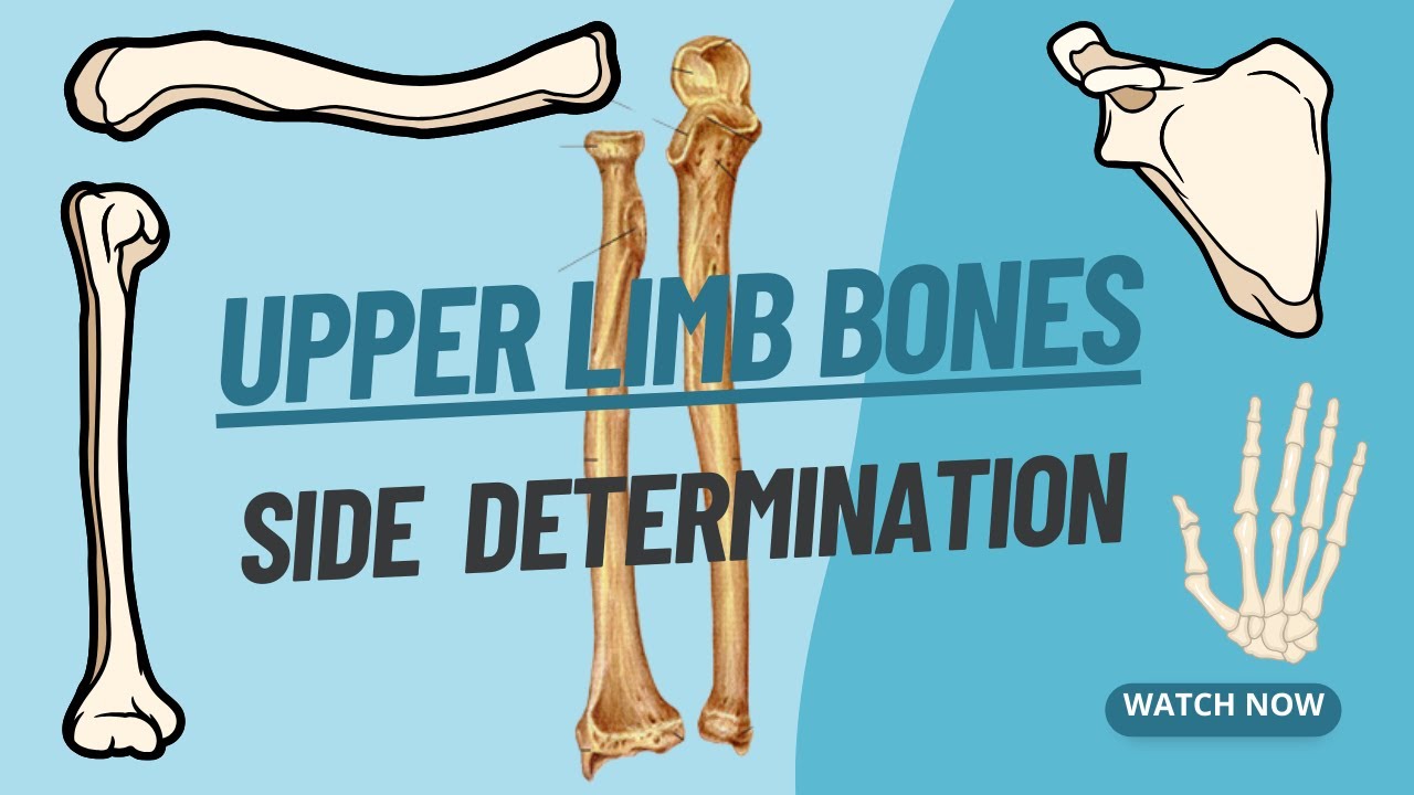 Side Determination of Upper Limb bones | Viva voce of Anatomy - YouTube