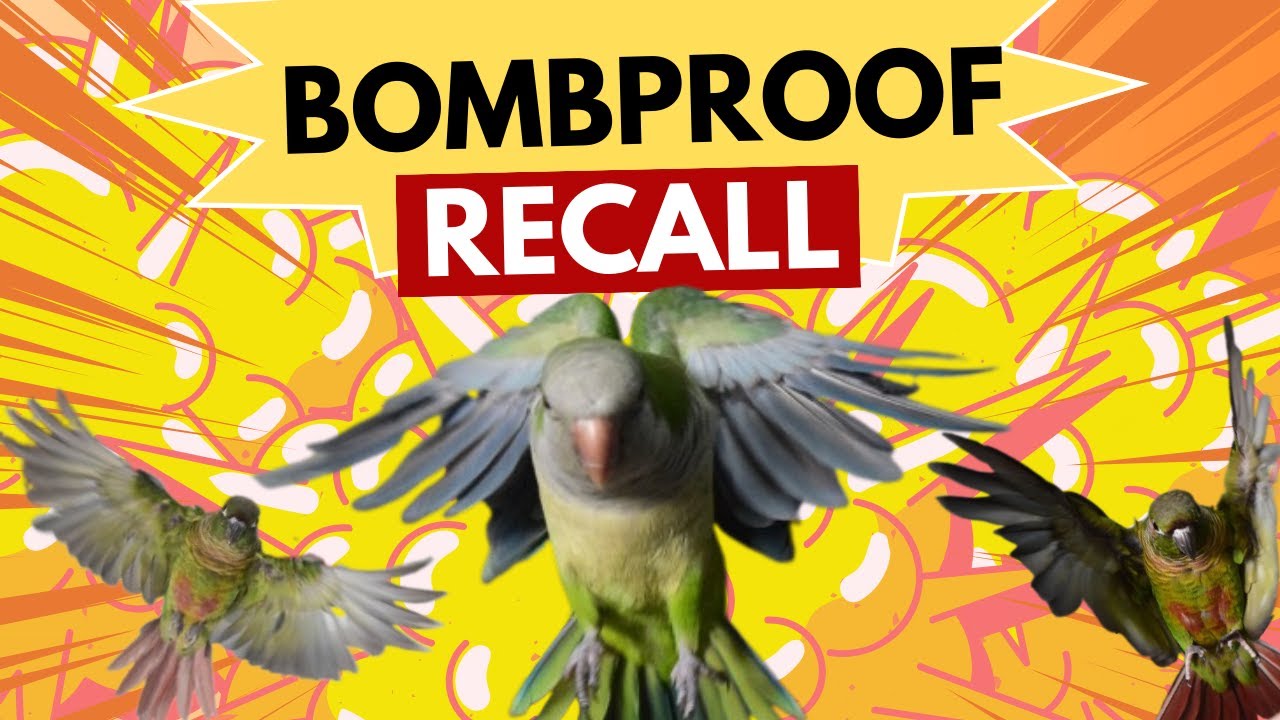 Bombproof Recall | Training Tutorial - YouTube