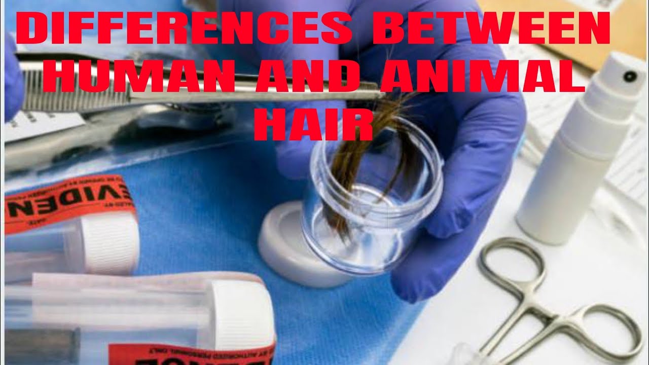 Differences between human and animal hair - YouTube