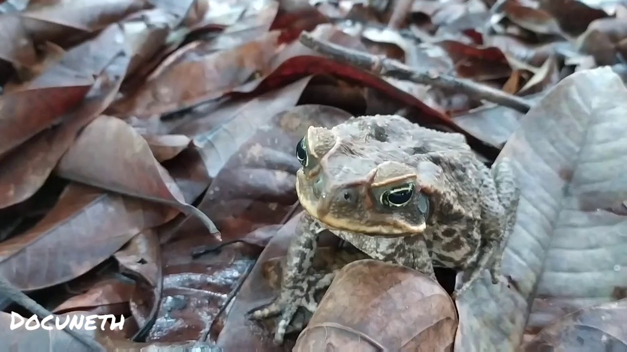 Cane Toad's Mating Season - YouTube