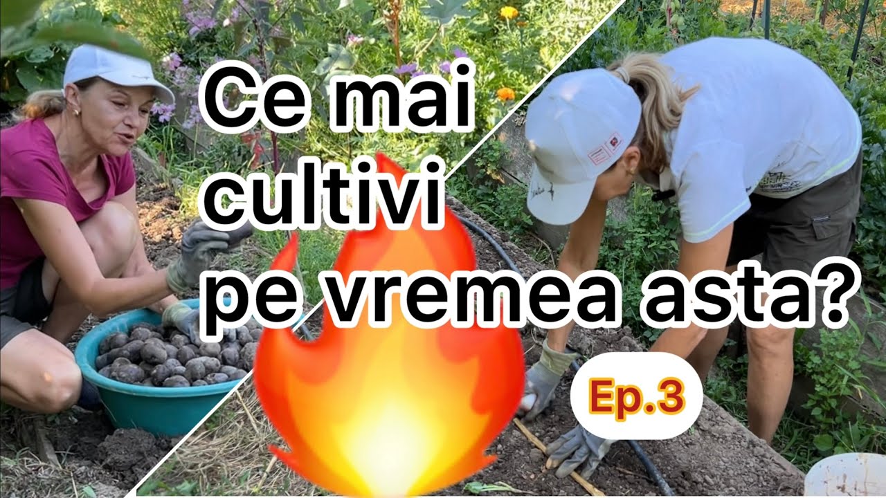 Cum plantam varza de toamna. De ce am cules cartofii mov in IULIE? # ...
