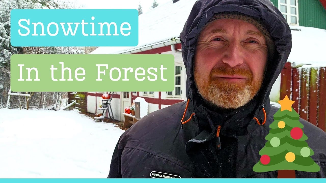 Snow & Winter in the forest in Denmark - YouTube