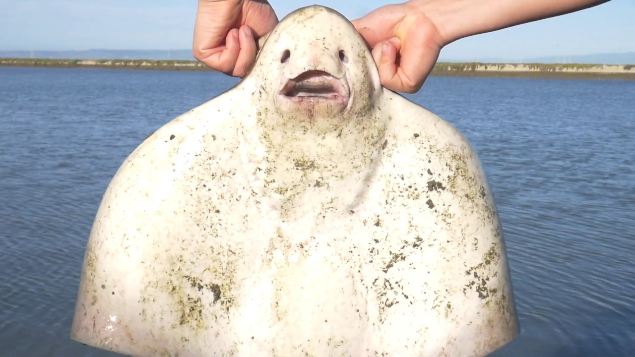 【Fishing Chef】Hook Up ONE Of the BEST FIGHTING Fish!! Too Heavy It ...