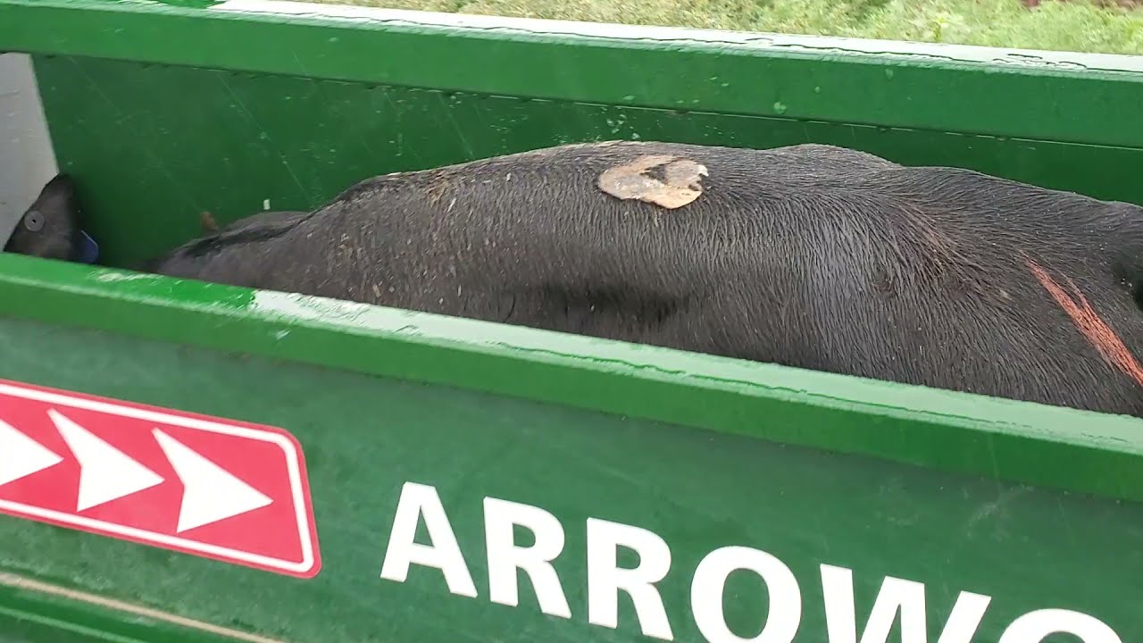 New Animal Heath App - YouTube