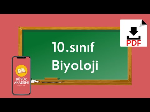 3)MİTOTİK EVRE