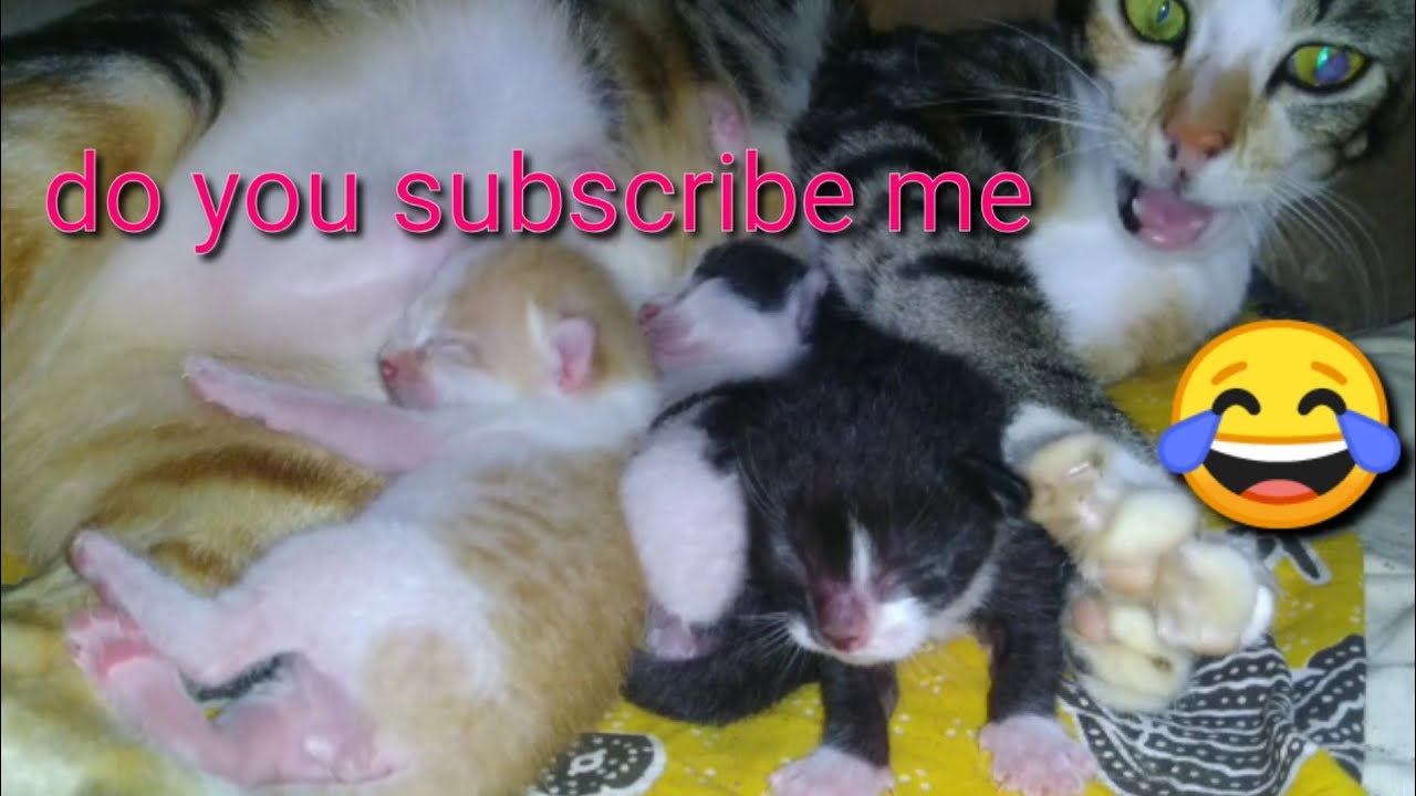 cat meowing and funny video kittens - YouTube