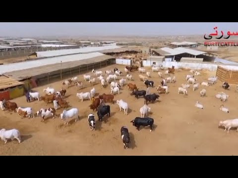 Suri cattle farm 2022 heavy weight bhachra or bhachriya mashallah 🥰 ...