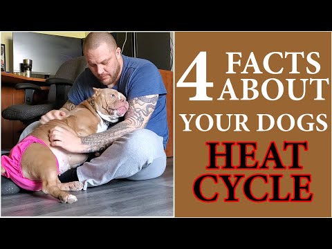 4 Facts About the American Bullies Heat Cycle  #americanbully #breeding #education