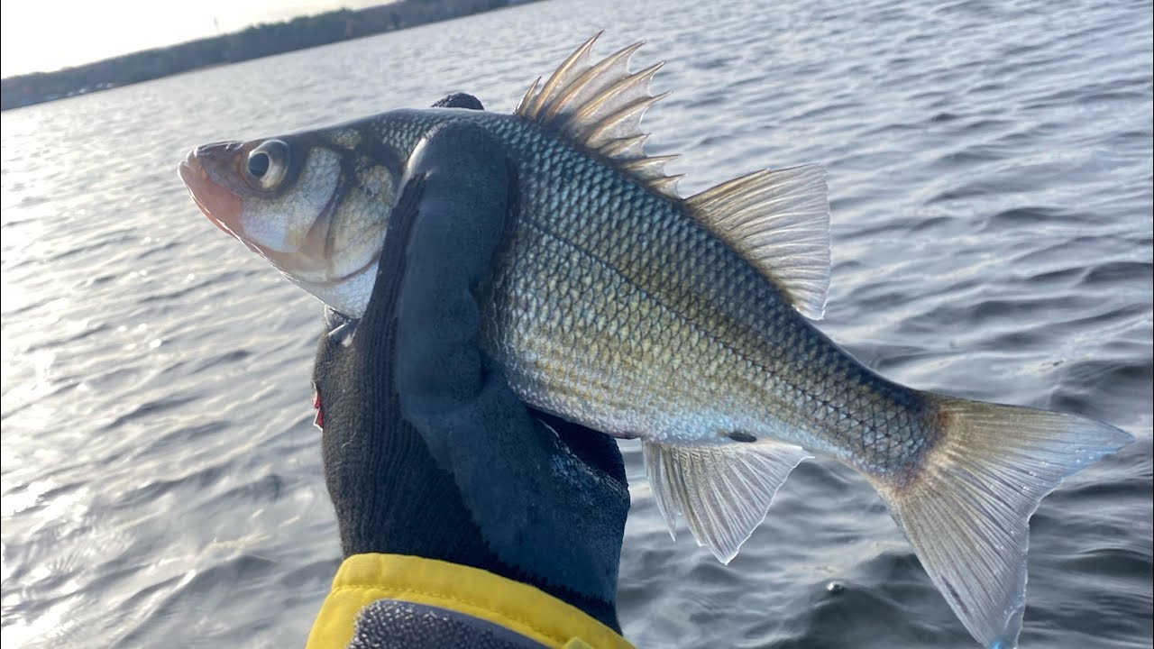 Late Fall Perch Fishing - YouTube