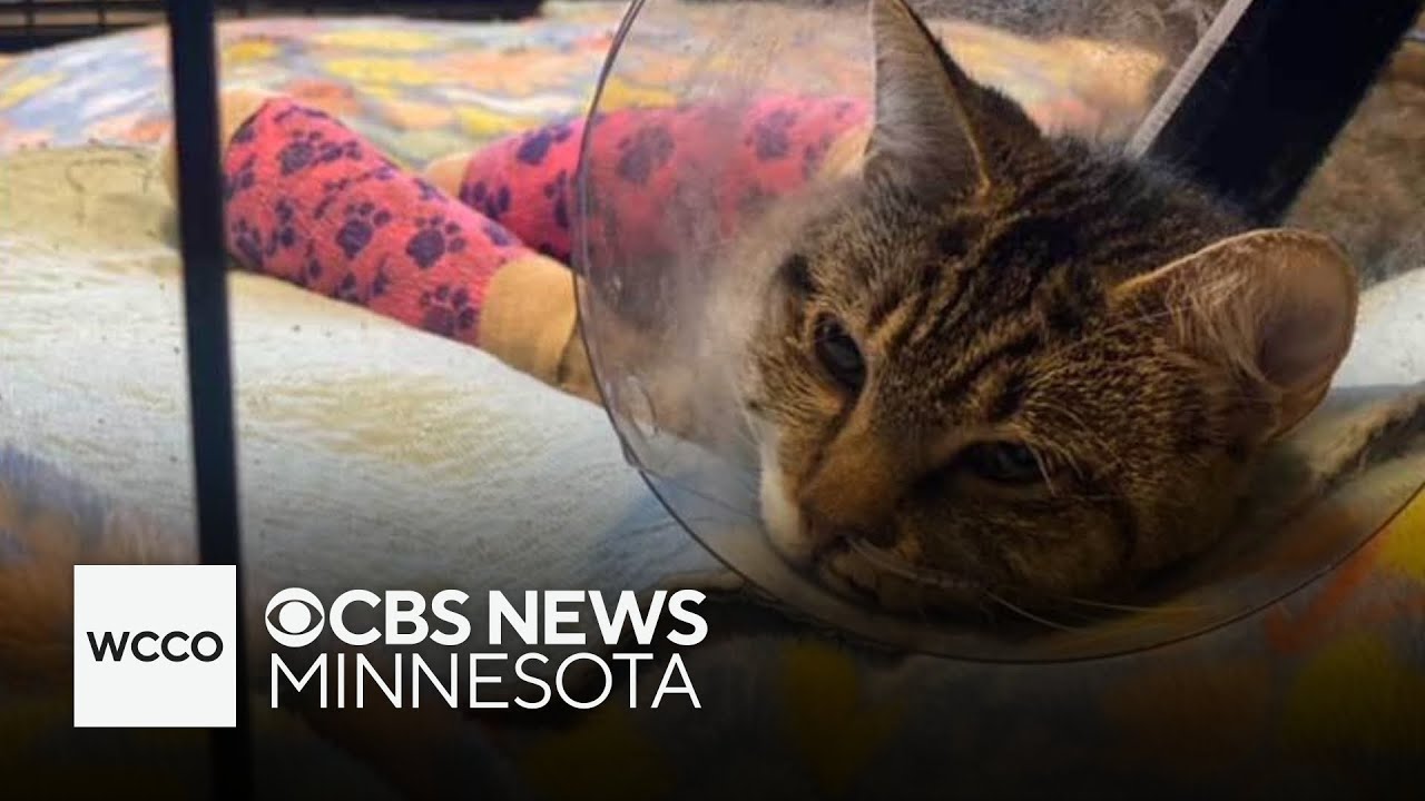 Cat on the road to recovery after suffering 12-story fall in ...