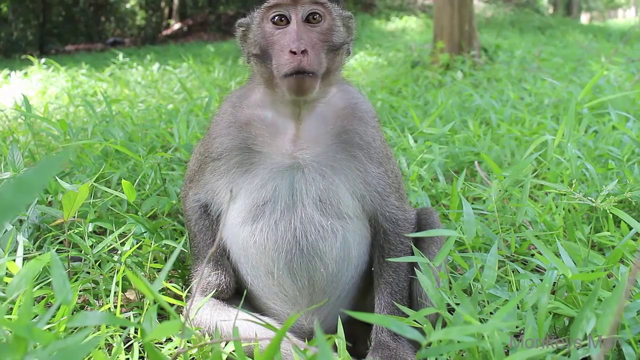 Romeo Real Life Daily Monkeys Man #332 - YouTube