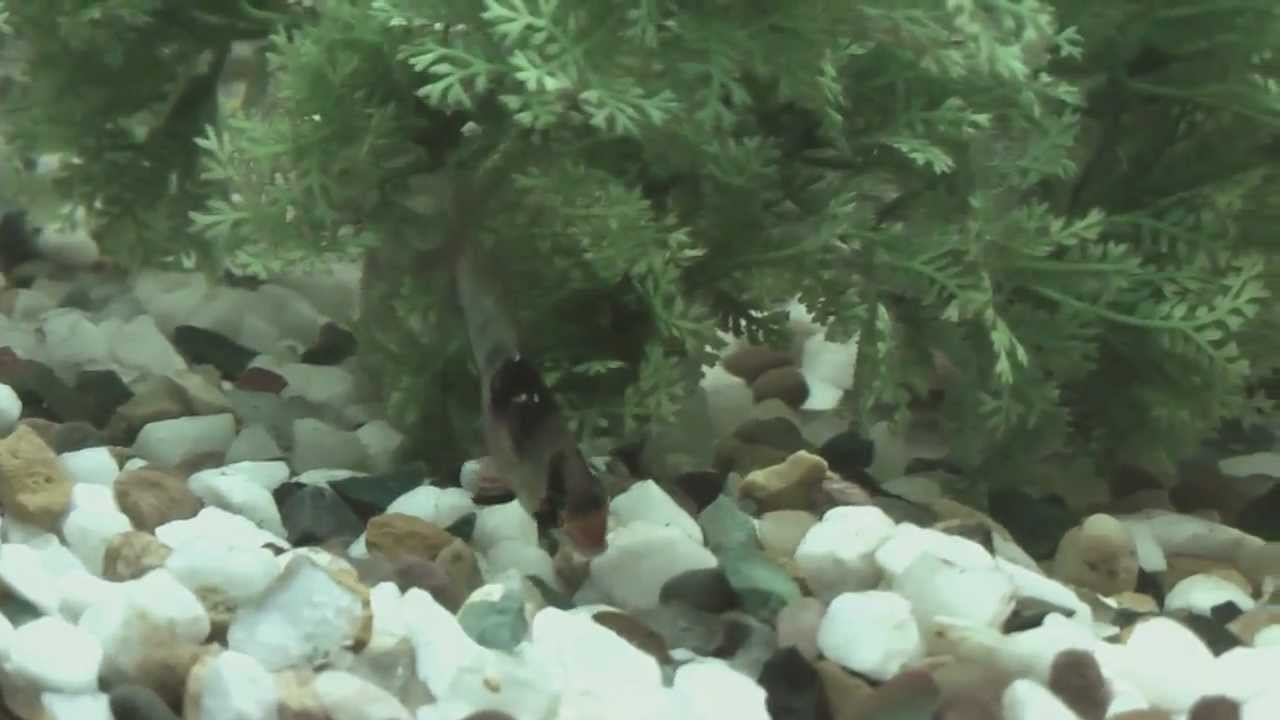 Peaceful Tank with Kribs, Rams, Rummies, Platies, Pakistani loaches and ...