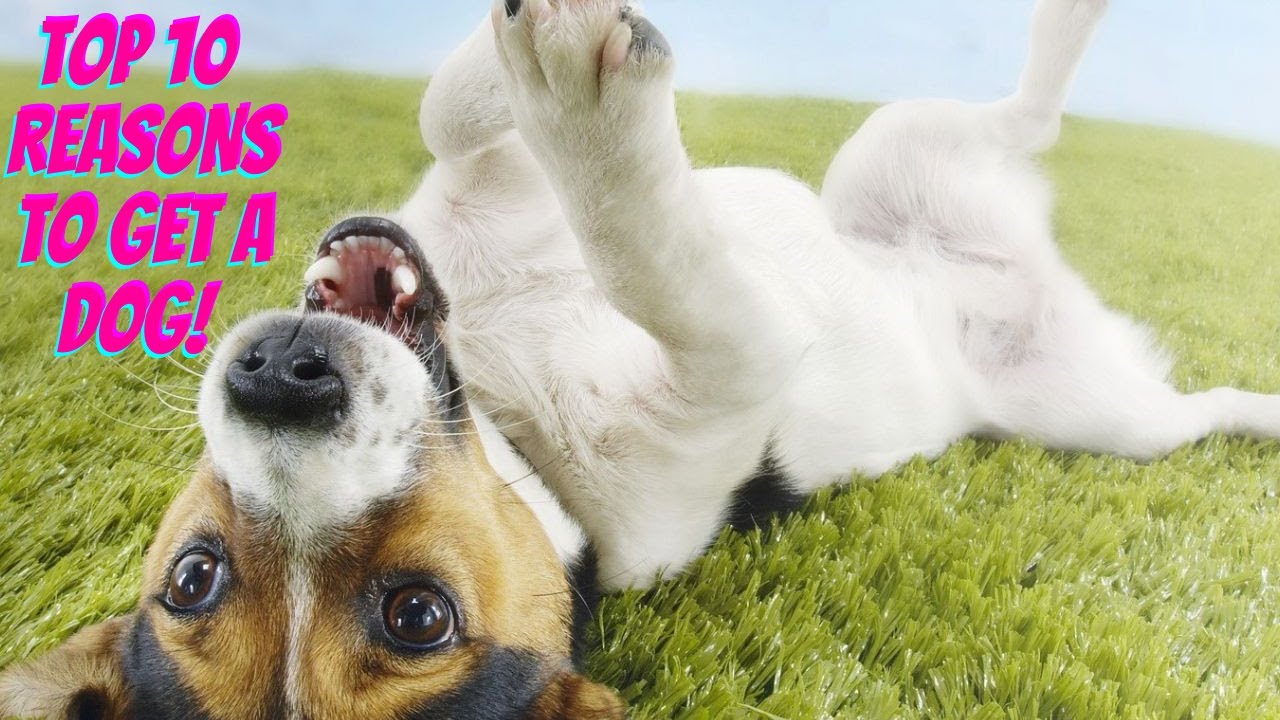Top 10 Reasons to Get a Dog - YouTube