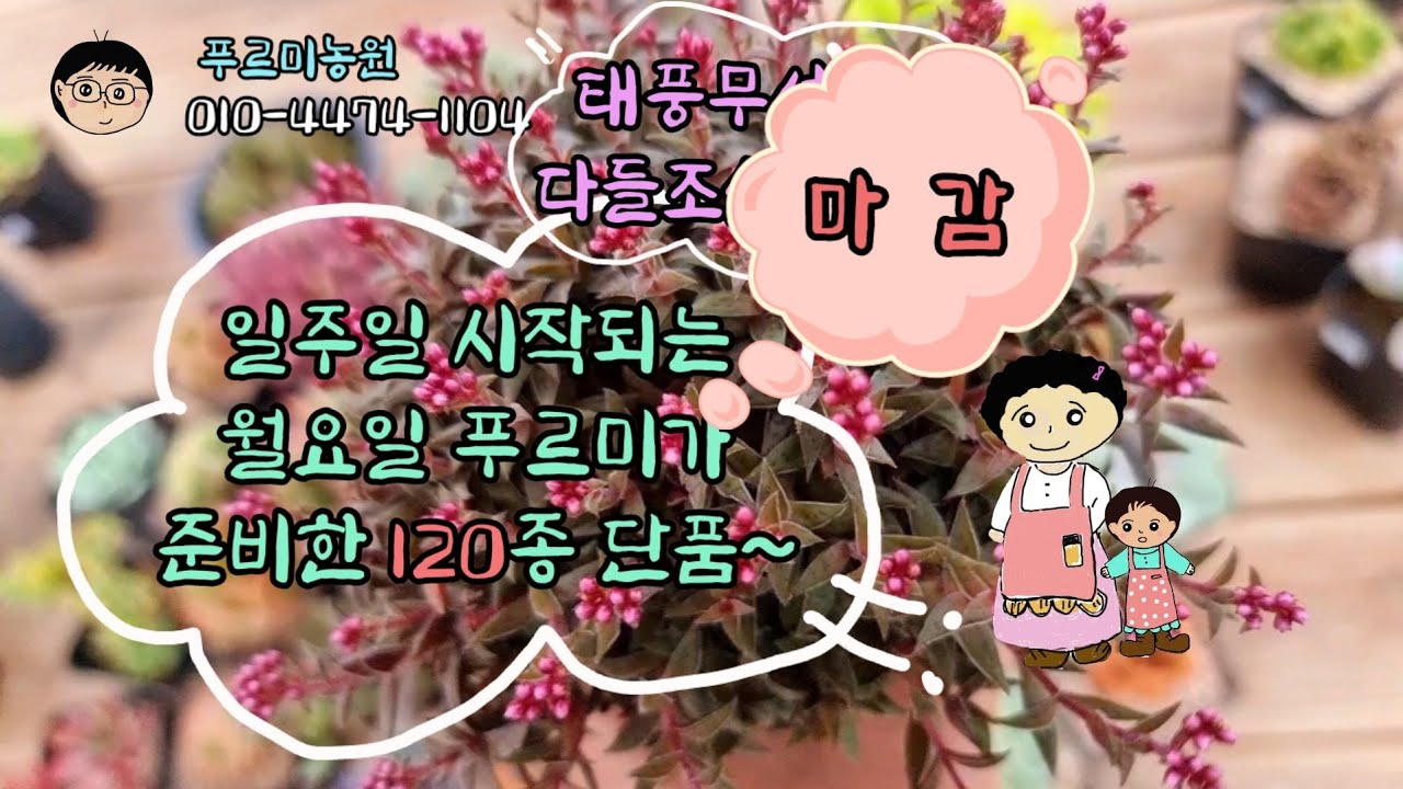 ๐คํ์ฃผ์์๋๋์์์ผ ํธ๋ฅด๋ฏธ๋ค์ก120์ข
๐ผ๐ธ๐๋ค์ก๋์ฅ ๋ค์กํ๋งค๋ค์ก์๋ฌผ๋ฐ๋ ค์๋ฌผ์ฅ๋ง๋น์ฌ๋ฆํด๊ฐ๋ฐ์์์ฒญ์ฃผ๋ค์ก์ถฉ๋ถ๋ค์ก๋์ 