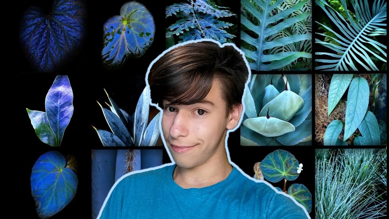 💙TOP 17 BLUE FOLIAGE (HOUSE) PLANTS!💙 with names! - YouTube