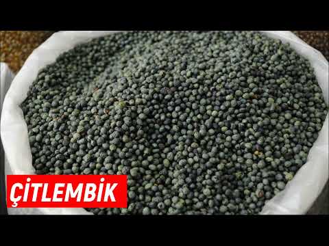 Çitlembik Nerede Yetişir Nasıl Tüketilir (MENENGİÇ)