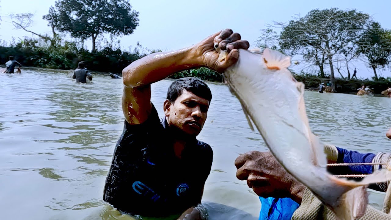 A Big Catfish Catching By Hand Under Deep Water In Village Pond. Saima ...