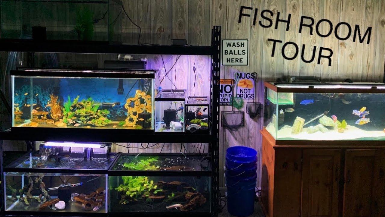 Fish Room Tour // ALL of our Fish in ONE Video !!! - YouTube