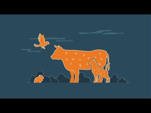 E.coli - Healthcare Video Production