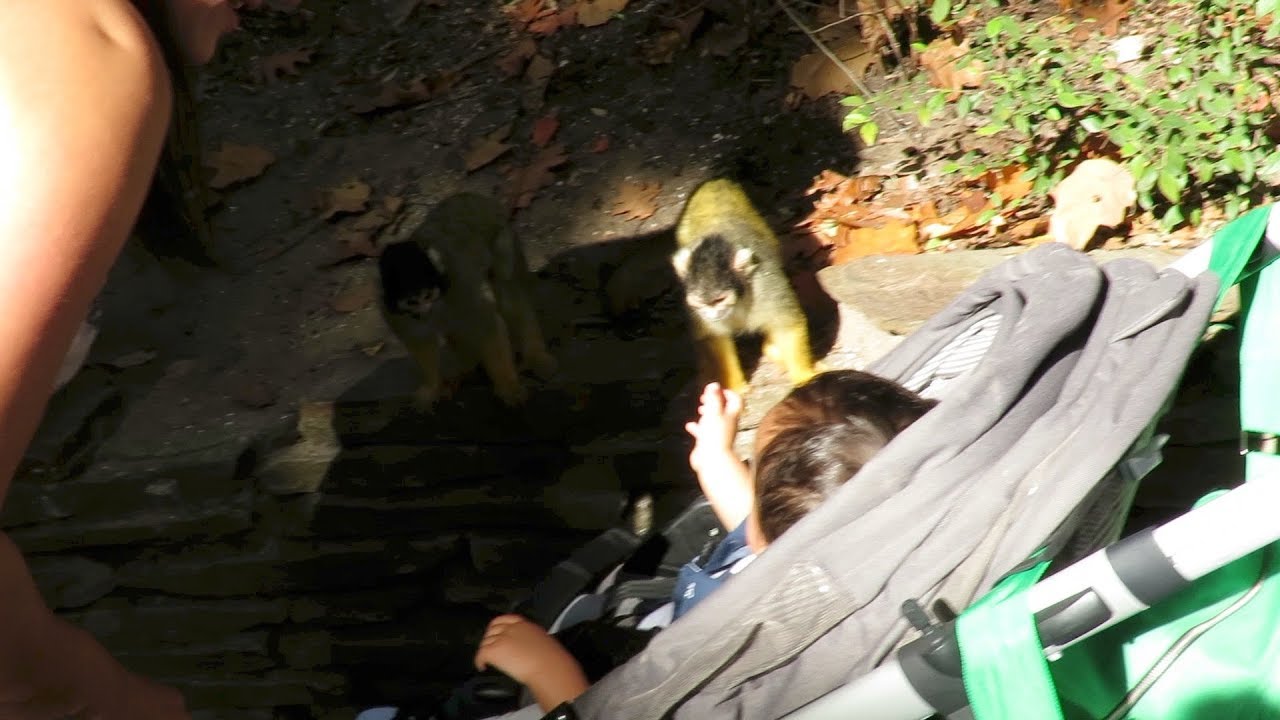 APENHEUL MET LOSLOPENDE APEN - Vlog 56 - YouTube