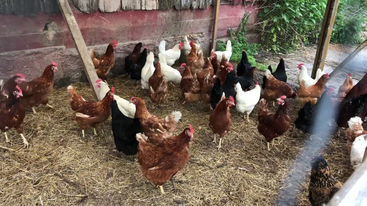 Layer Chickens YouTube layer-chickens-youtube