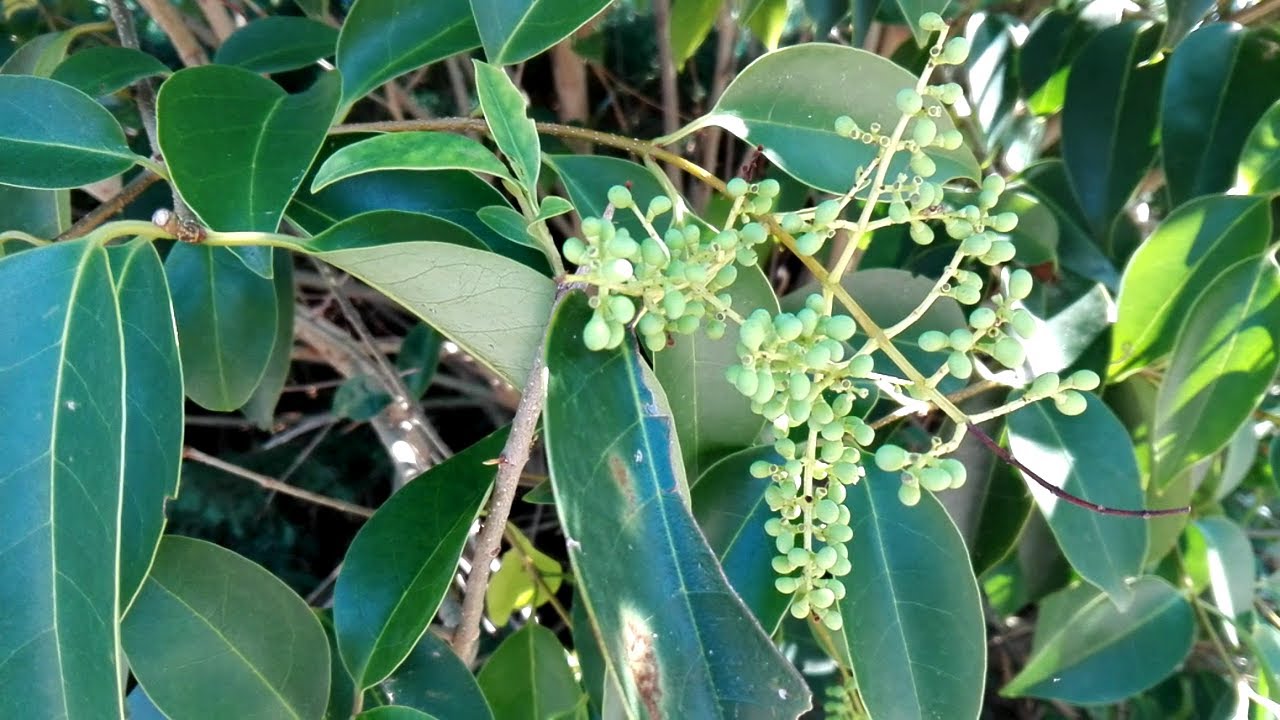 Ligustrum lucidum (Broad-leaf-privet) - YouTube