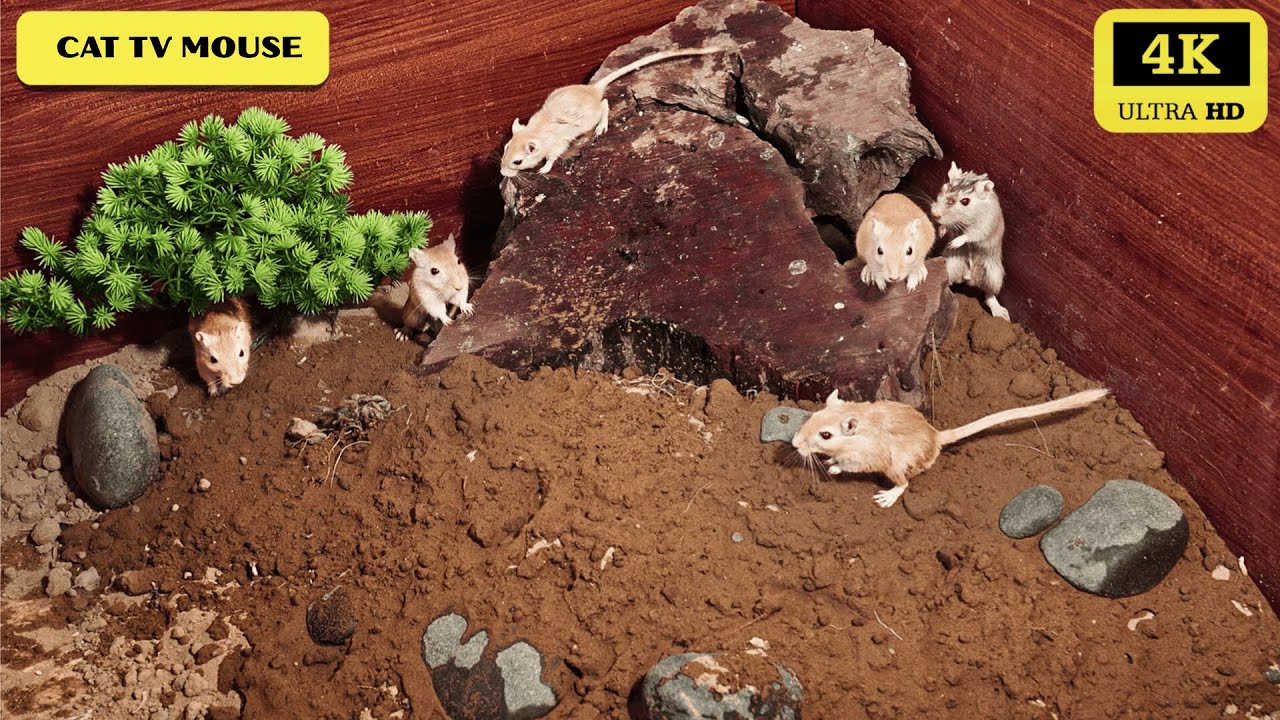 Cat TV Mouse: Real Mice Exploring Rocky Maze with Holes & Hideouts | 3 ...