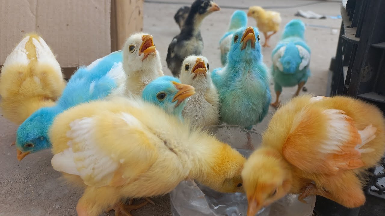 choozay bohat pyaray | Hen Chicks Playing | Birds Fighting | Hen Kids ...