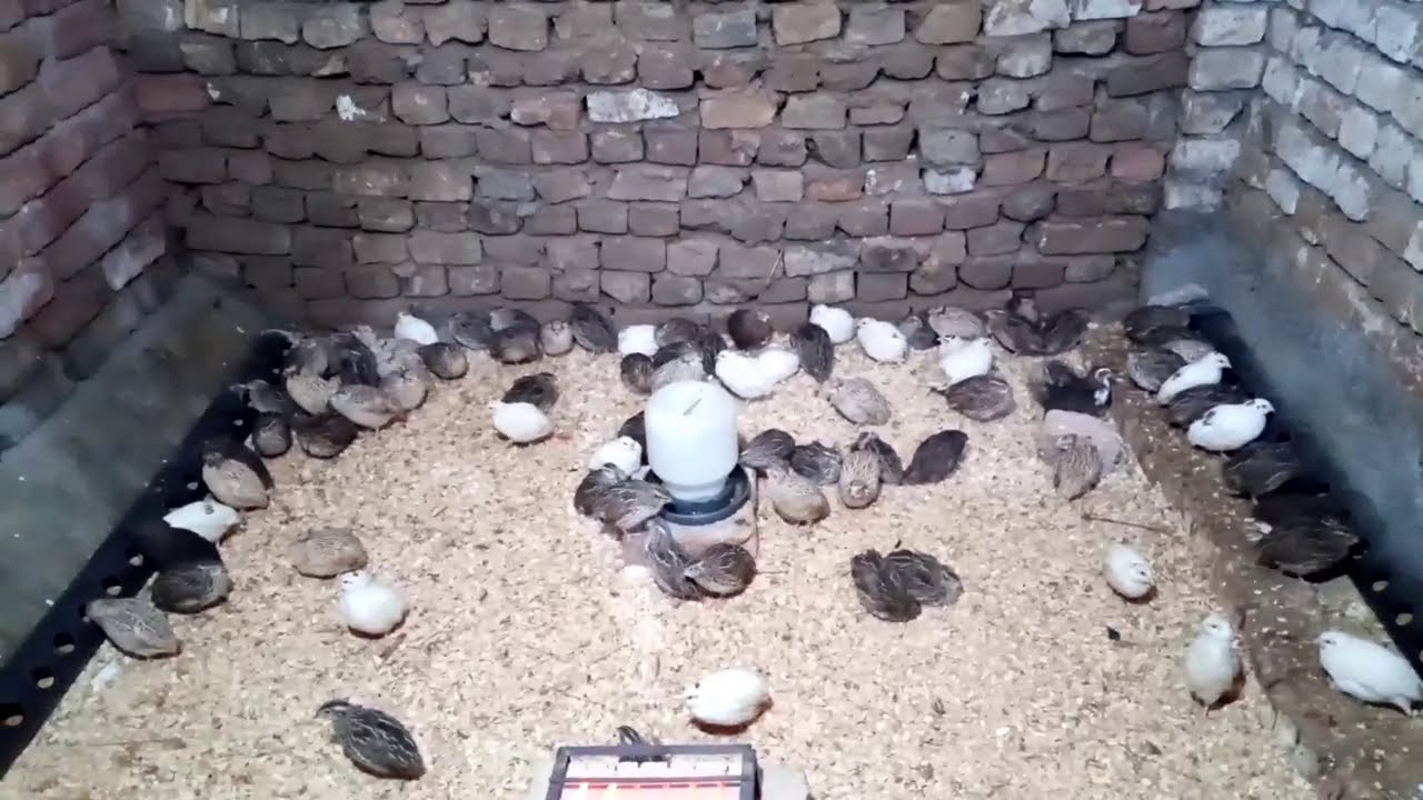 Batair Farming in Pakistan - YouTube