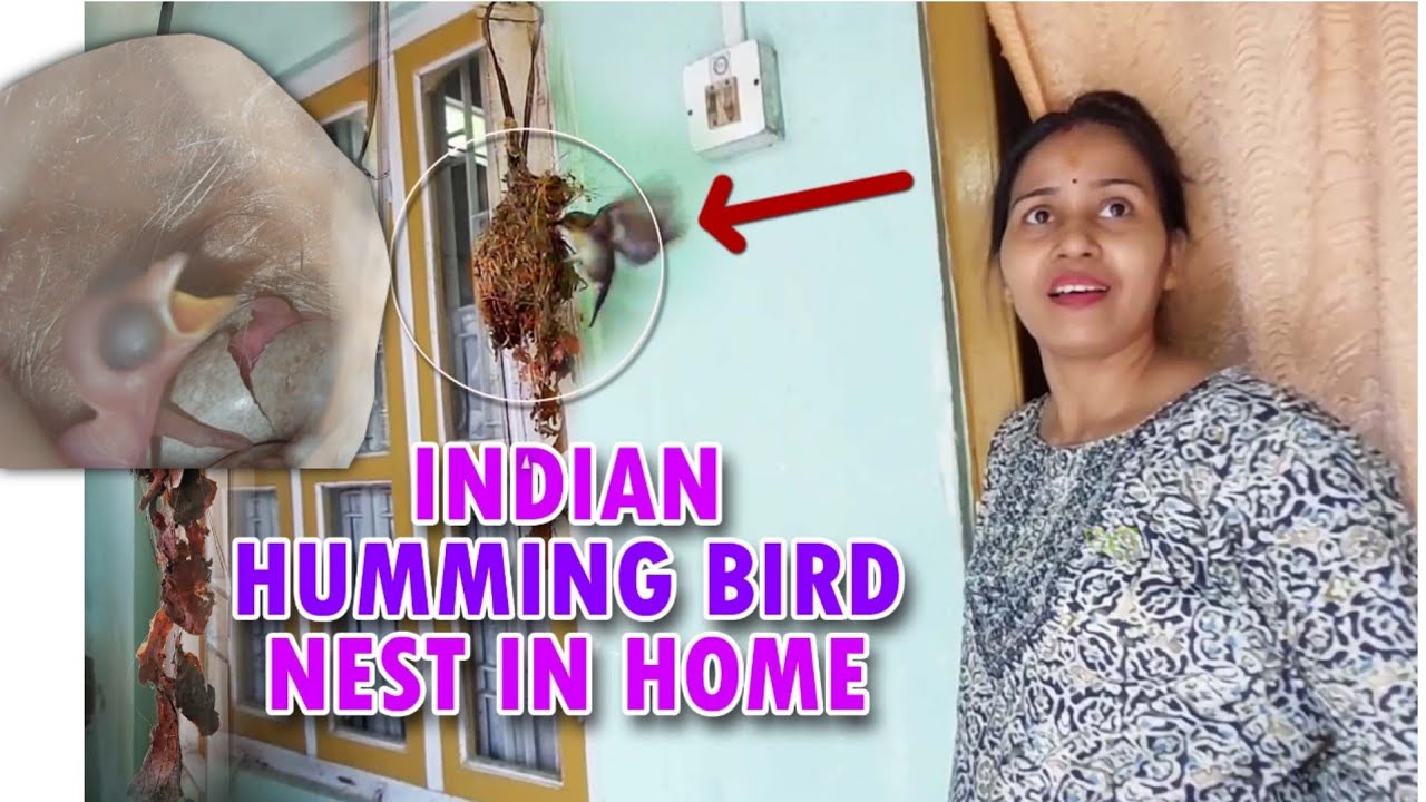 Indian hummingbird nest with egg and baby in home. (Sunbird) - YouTube