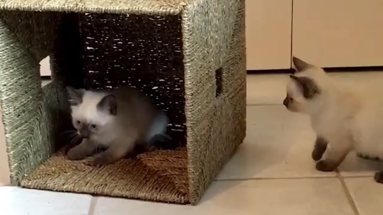 So Funny and Cuteness Cats Kittens Playing Videos #CatsKittens 30 - YouTube