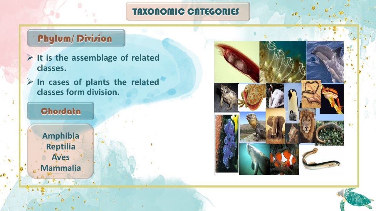 Std. 11sc | Biology | Ch 1 | The Living World | Part 11 | Phylum ...