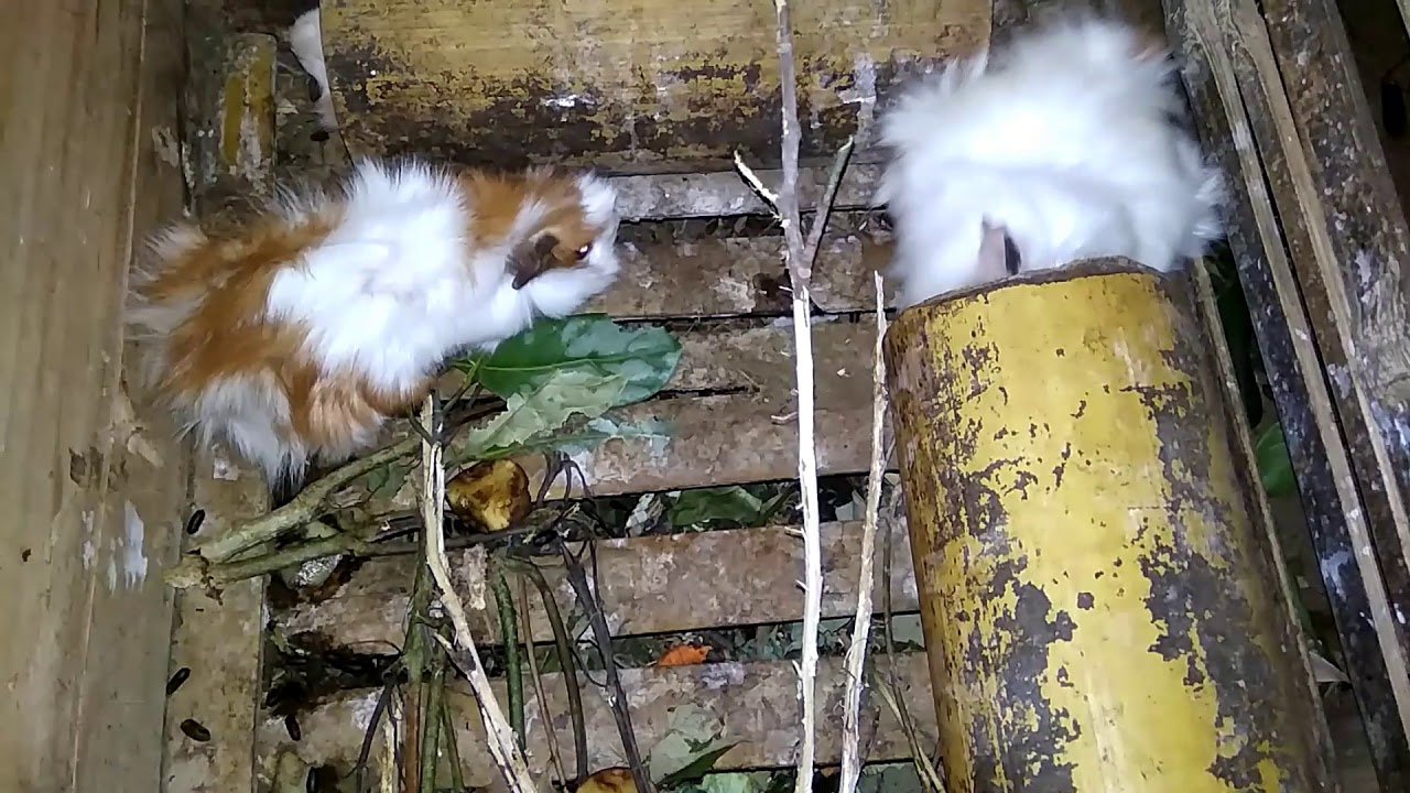 MARMOT ANGORA TERCANTIK - YouTube