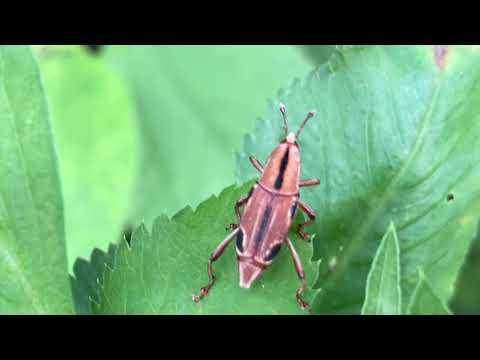 どっちが頭 ヨツメオサゾウムシ Sphenocorynes ocellatus 沖縄の昆虫 オサゾウムシ - YouTube