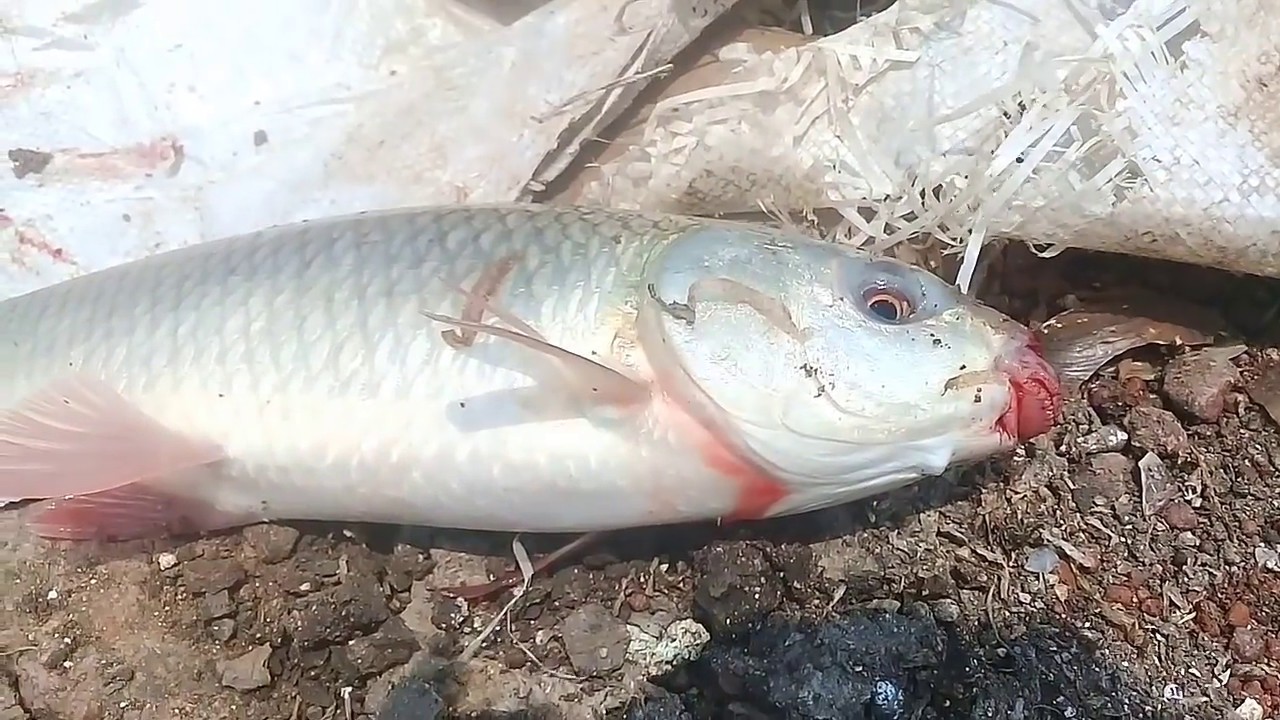 Hyderabad village fishing, rahu fish catching, - YouTube