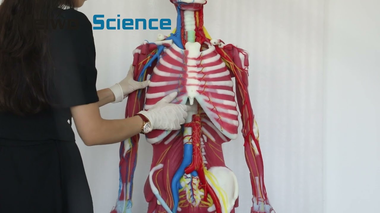 Deep Muscles, Vascular and Nerves of Whole Body Soft Silicone Anatomy ...