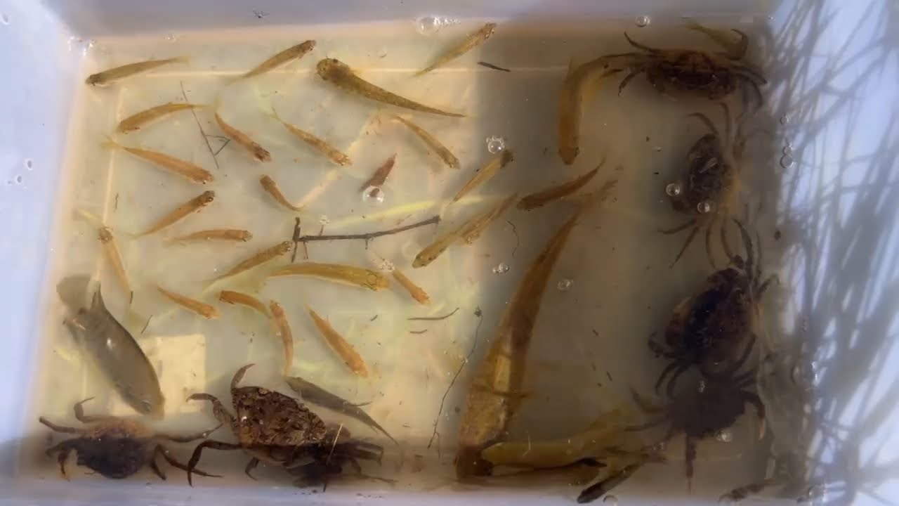 insects kh: catching fish, crabs, bugs, insects, and beautiful animals ...