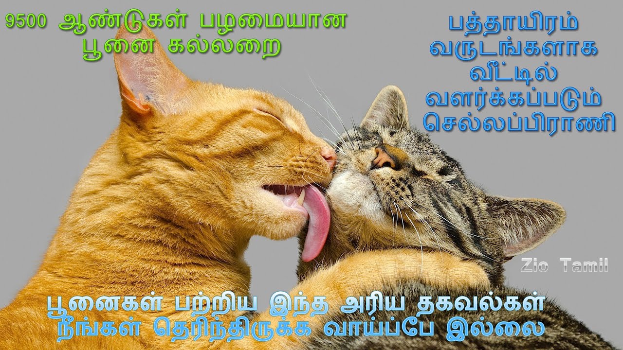 பூனைகள் பற்றிய இந்த அரிய தகவல்கள் நீங்கள் தெரிந்திருக்க வாய்ப்பே இல்லை ...