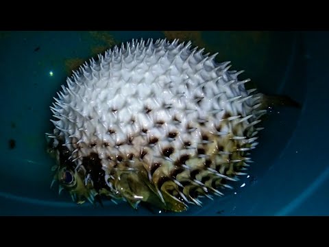 PUFFER FISH !! WHEN HE GOT ANGRY - YouTube