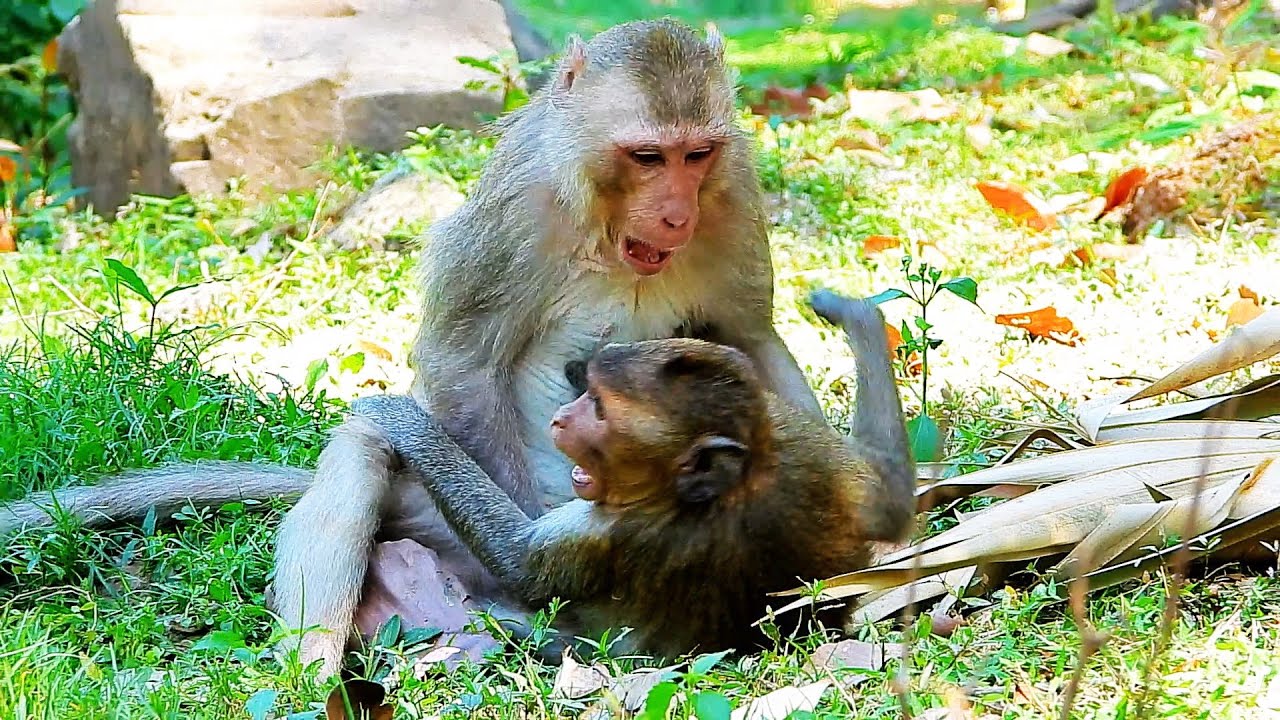 All mini and adults monkey greeting like that to friendly, this is ...