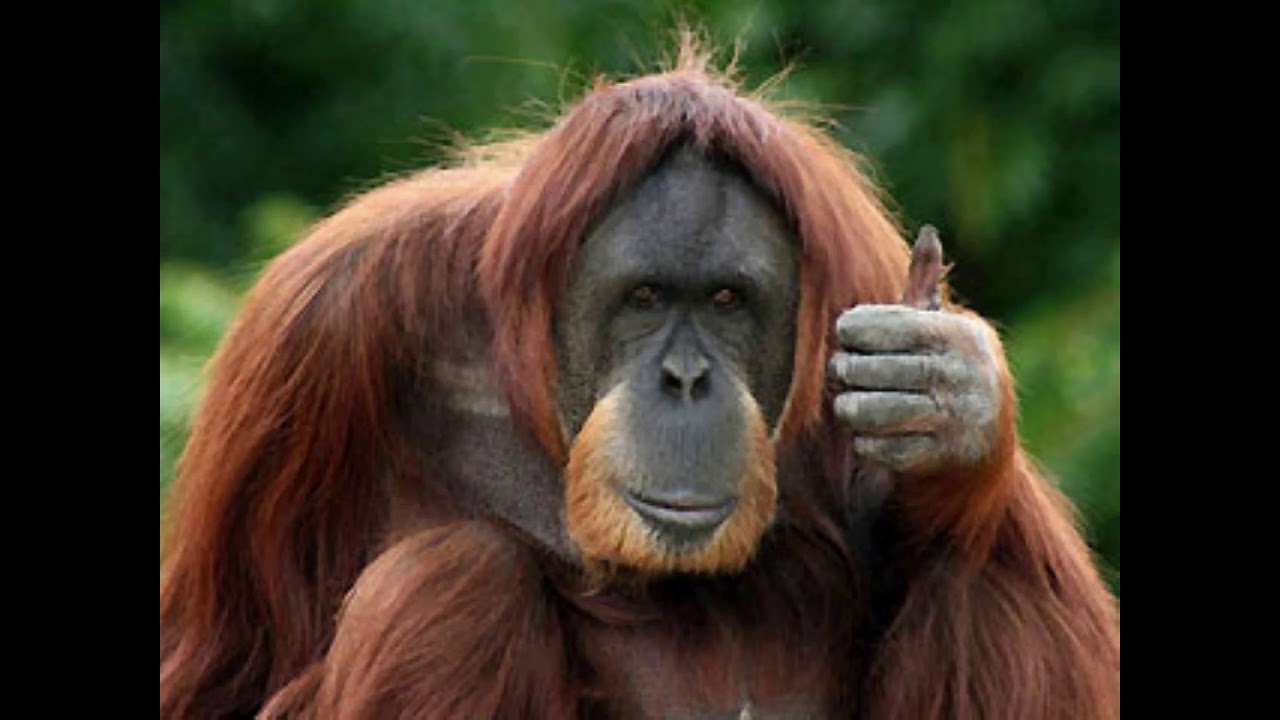 Hello Jester from gauntlet dark legacy - YouTube