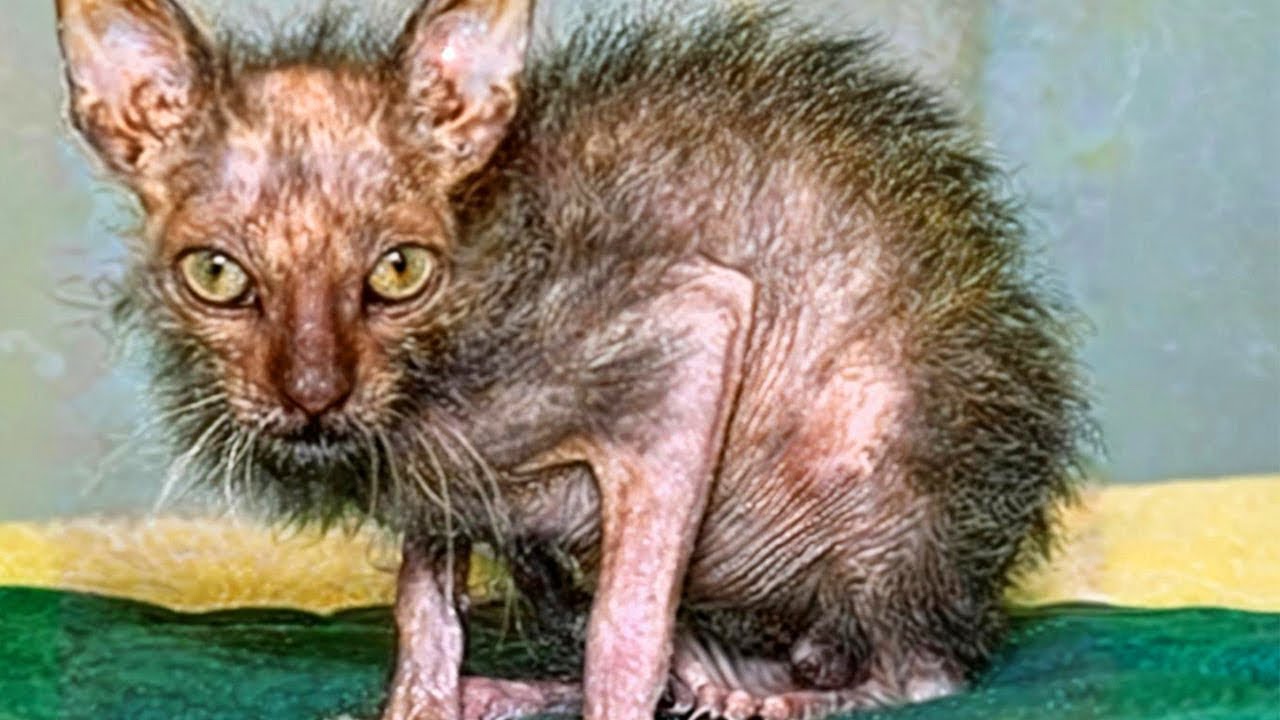 Family Adopted a Terrible Cat, But No One Could Have Imagined What It ...