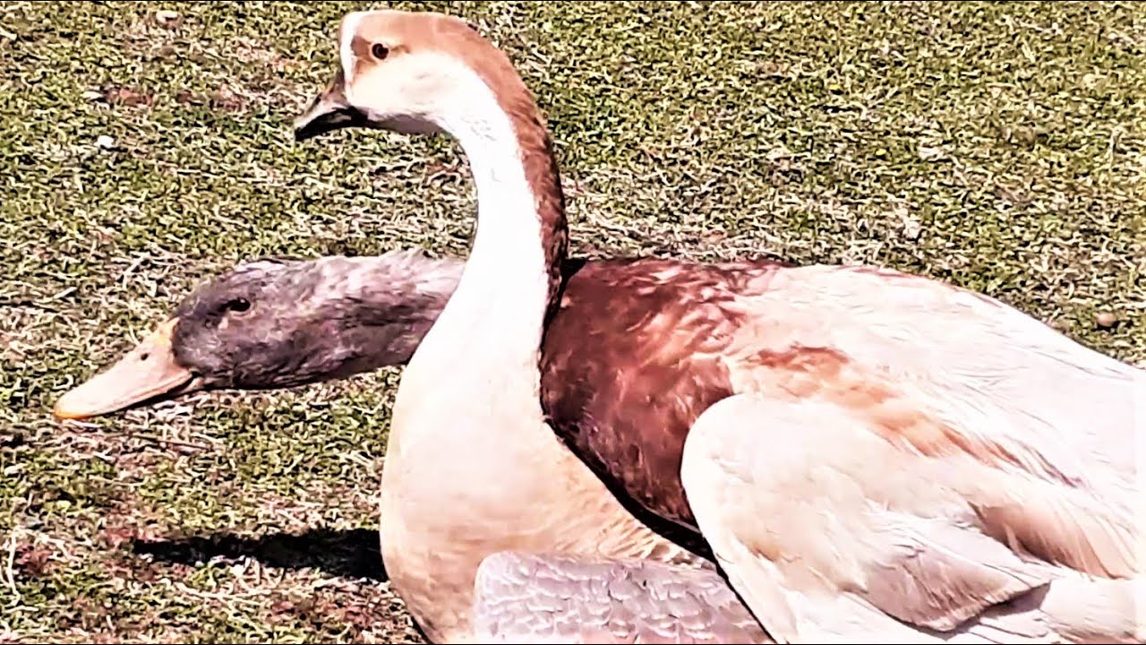 HYBRID MALLARD MALE & AFRICAN GEESE FEMALE AFTER THE CREATE A NEWHYBRID ...